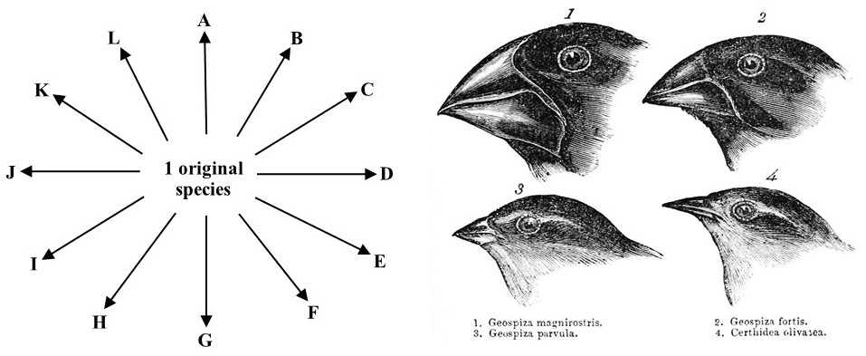 Biodiversity, Evolution, and Extinction – Environmental Science: an ...